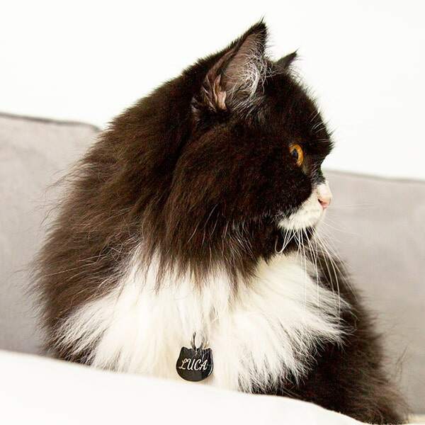 100% Stainless Steel Dog Tags with Engraving | Dogtagsuk.co.uk